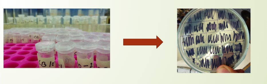 Shah MD Minhajul Abedin