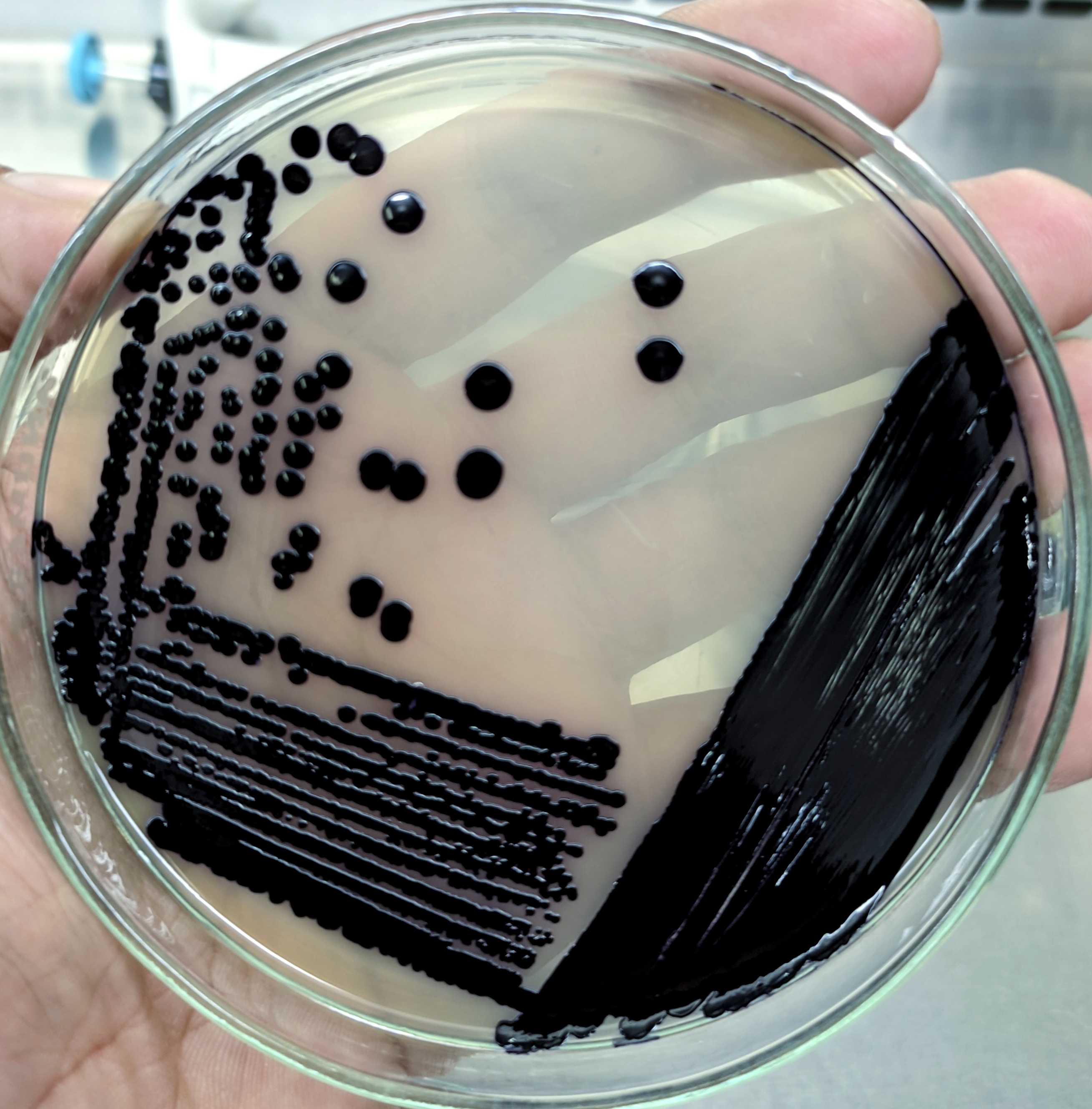 Shah MD Minhajul Abedin